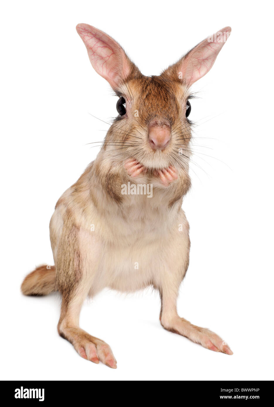 Springhare, Pedetes capensis, standing in front of white background ...