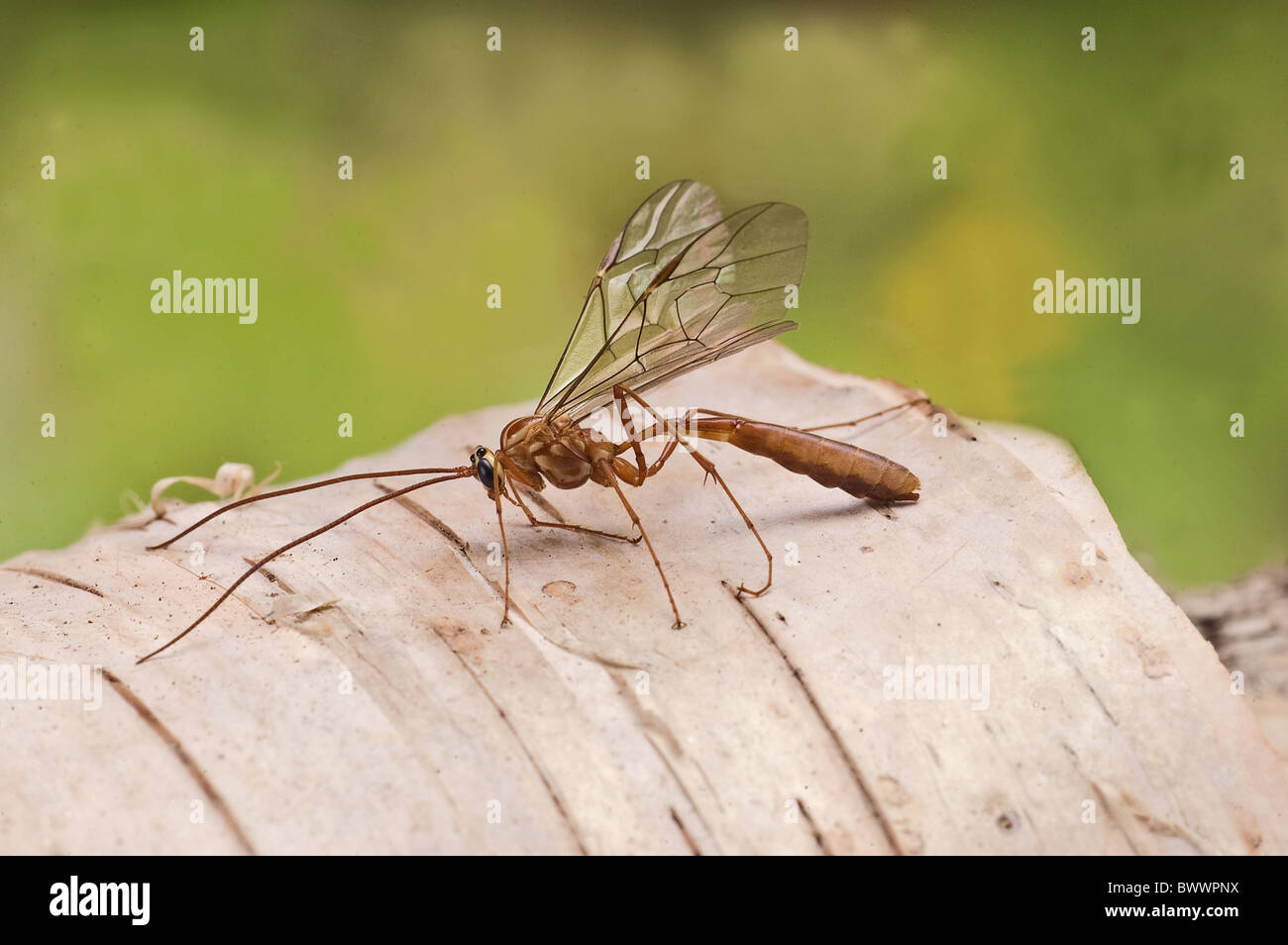 invertebrate invertebrates animal animals arthropod arthropods insect ...