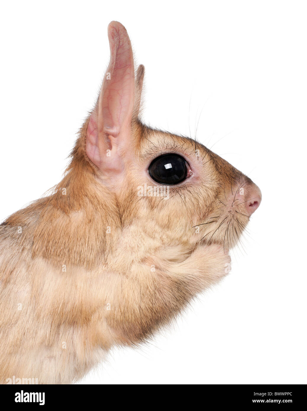 Close-up of Springhare, Pedetes capensis, in front of white background ...
