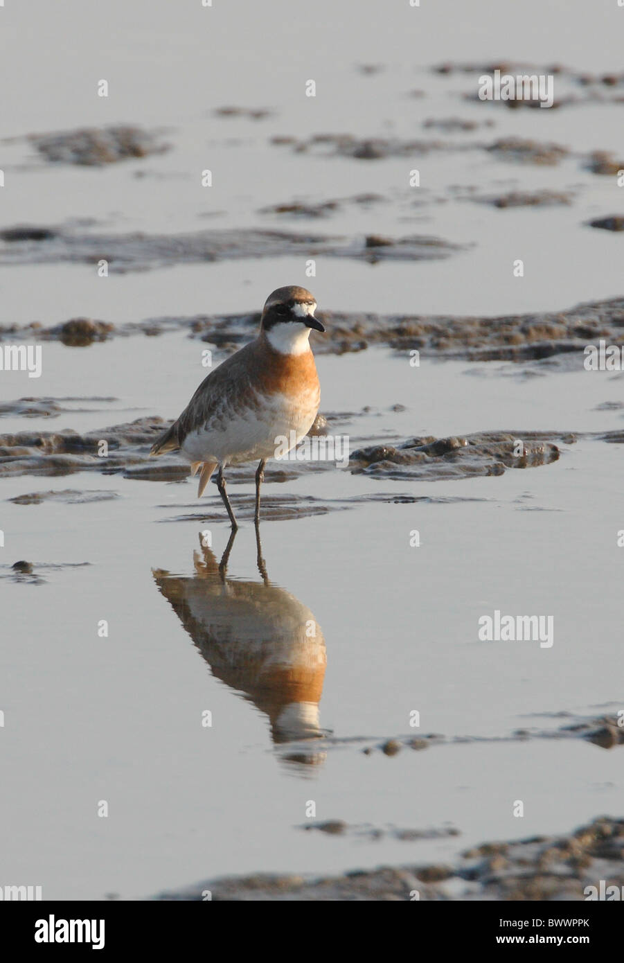 Lesser Sand Plover (Charadrius mongolus) adult, breeding plumage ...