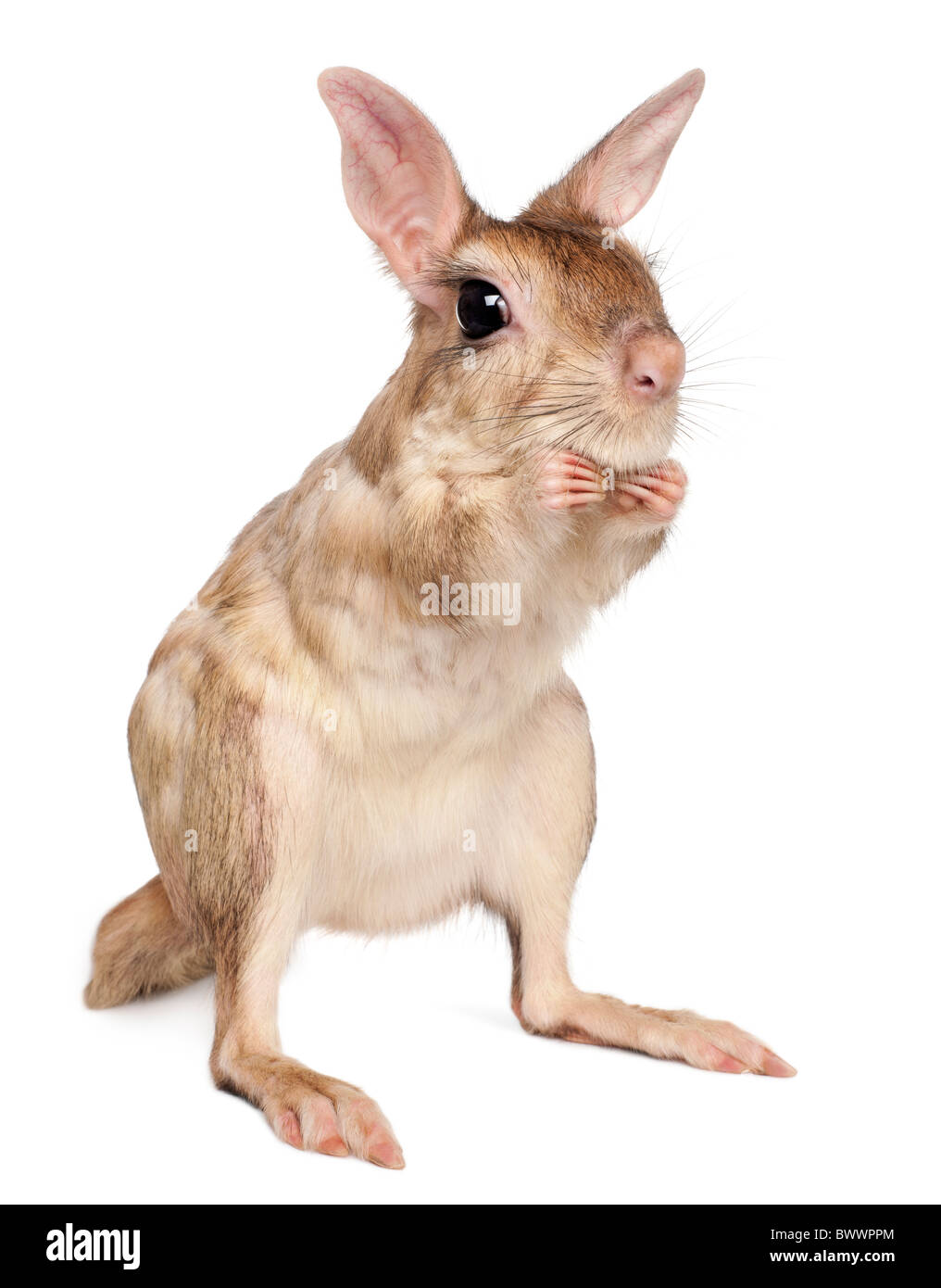 Springhare, Pedetes capensis, standing in front of white background ...