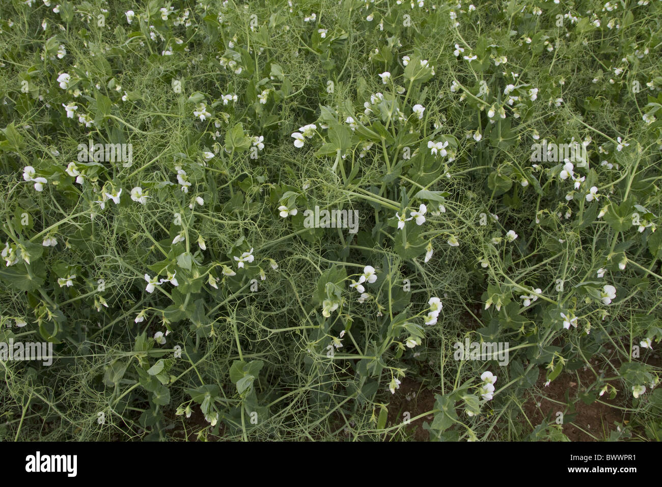 pea plants in flower Stock Photo - Alamy
