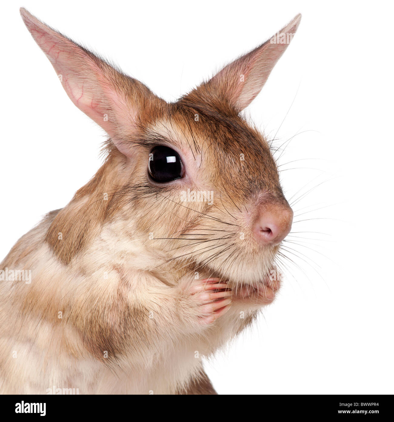 Close-up of Springhare, Pedetes capensis, in front of white background ...