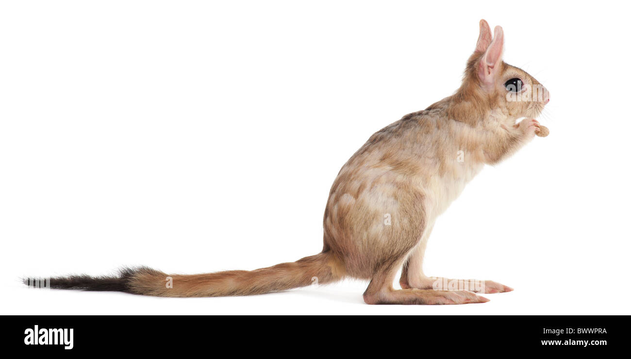 Side view of Springhare, Pedetes capensis, standing in front of white ...