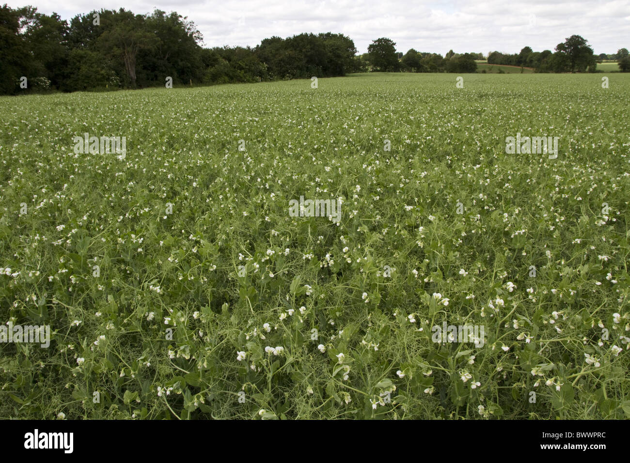 Field of flowering peas Stock Photo - Alamy