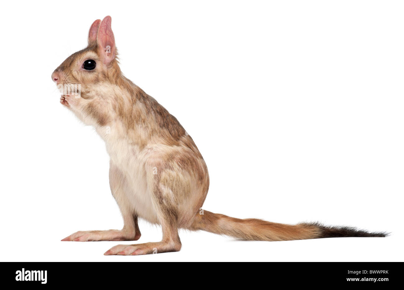 Side view of Springhare, Pedetes capensis, standing in front of white ...