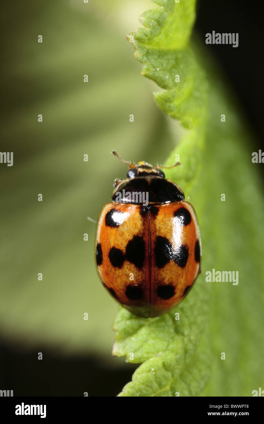 Adalia bug nature natural wild wildlife environment environmental ...