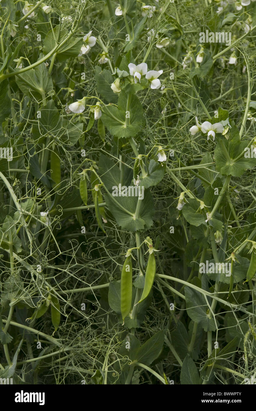 Pea pod flowers hi-res stock photography and images - Alamy
