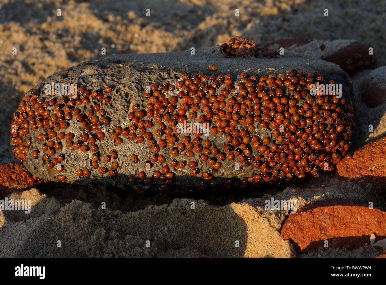 invertebrate invertebrates animal animals arthropod arthropods insect ...