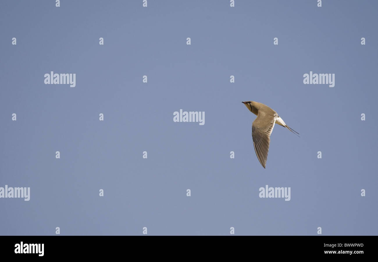 Adult collared pratincole hi-res stock photography and images - Alamy