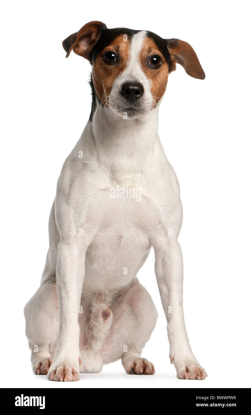 Jack Russell Terrier, 4 years old, sitting in front of white background ...