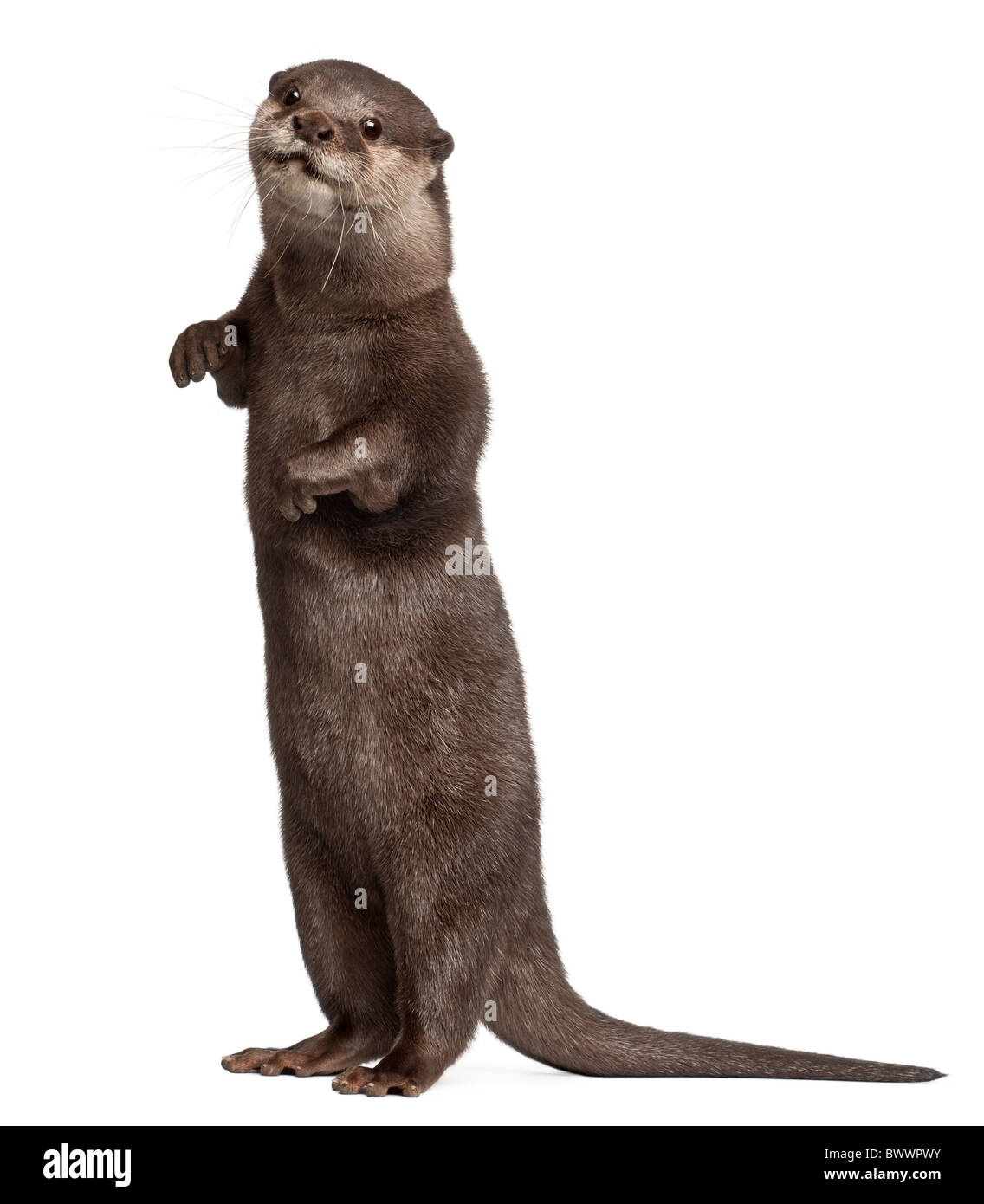 Oriental small-clawed otter, Amblonyx Cinereus, 5 years old, standing ...