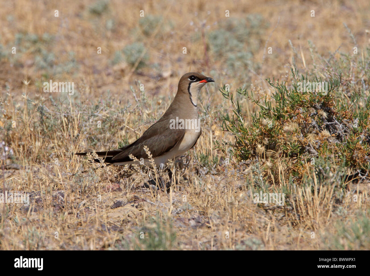 African pratincole hi-res stock photography and images - Alamy