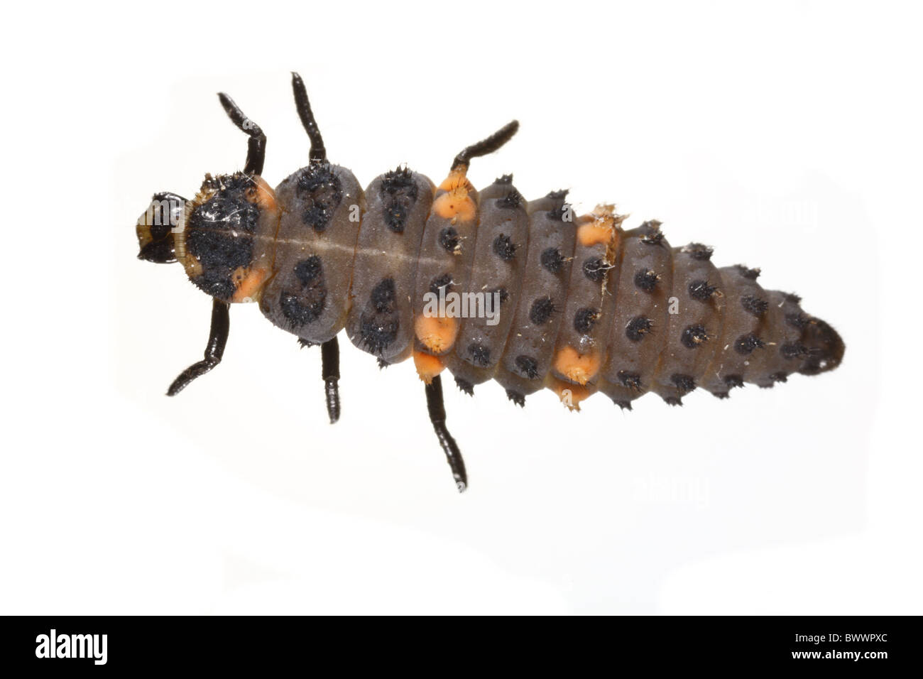 The seven spot Cut Out Stock Images & Pictures - Alamy