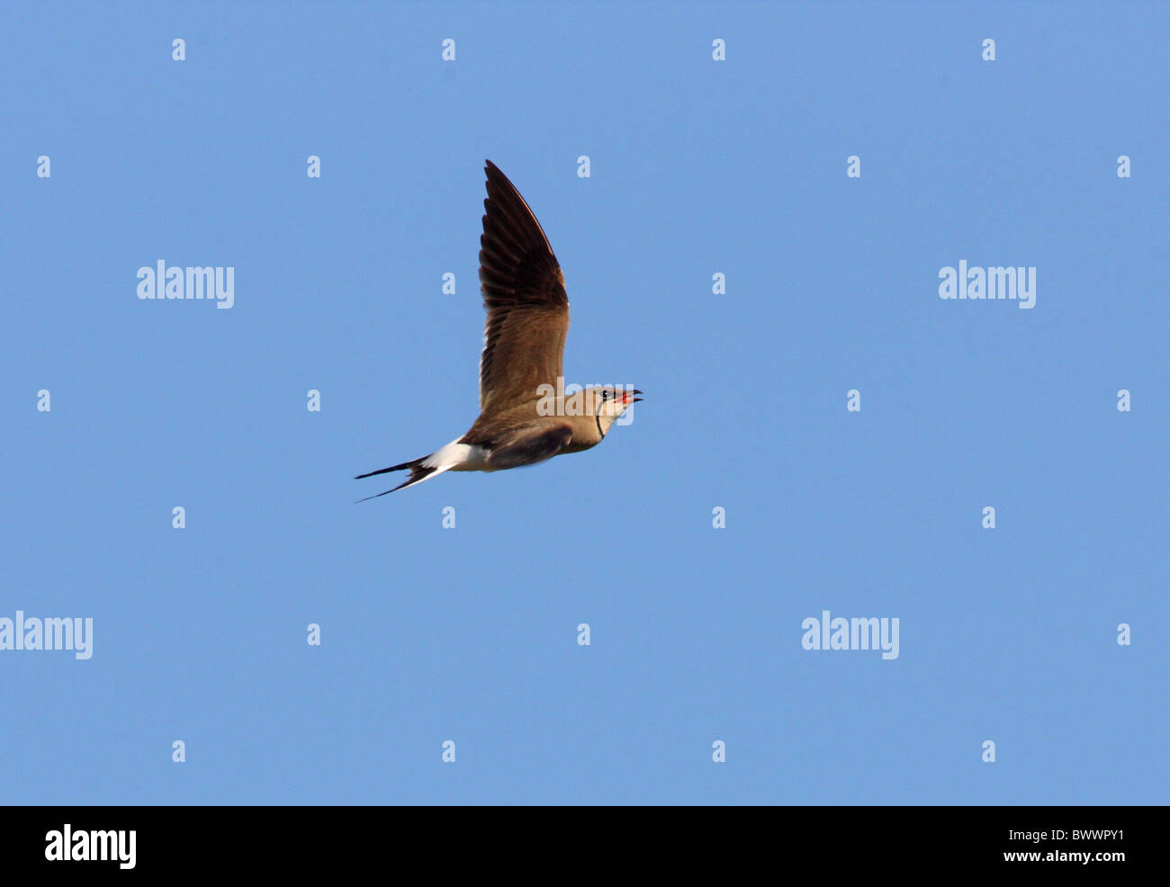 Pratincole flight hi-res stock photography and images - Alamy