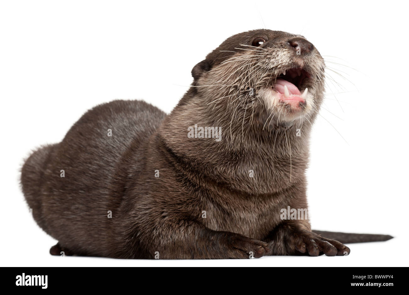 Oriental small-clawed otter, Amblonyx Cinereus, 5 years old, with mouth ...