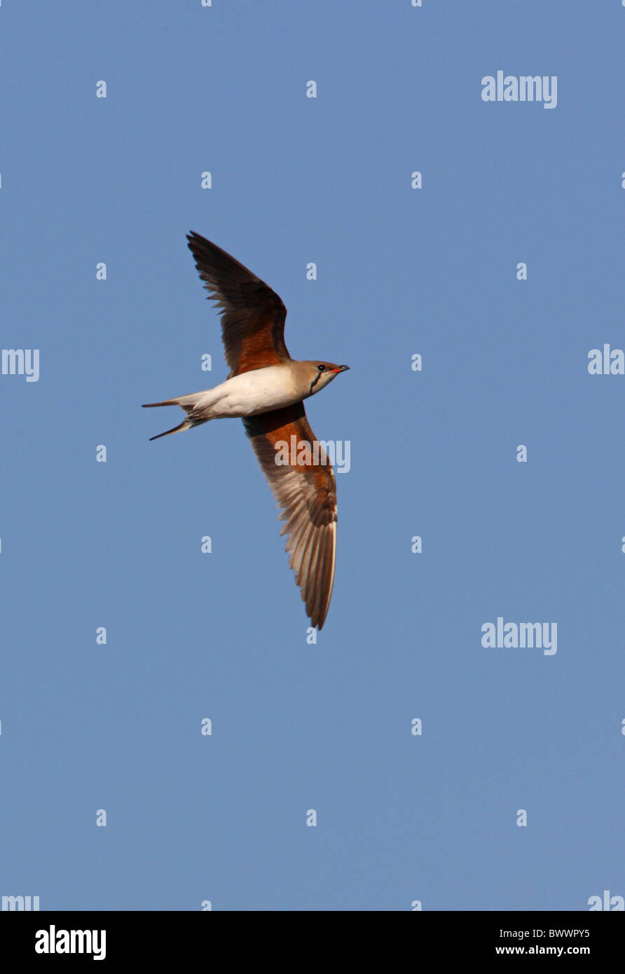 African pratincole hi-res stock photography and images - Alamy