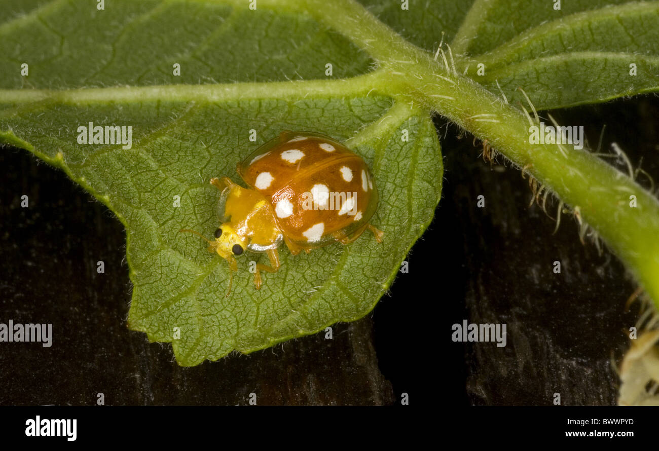 invertebrate invertebrates animal animals arthropod arthropods insect ...