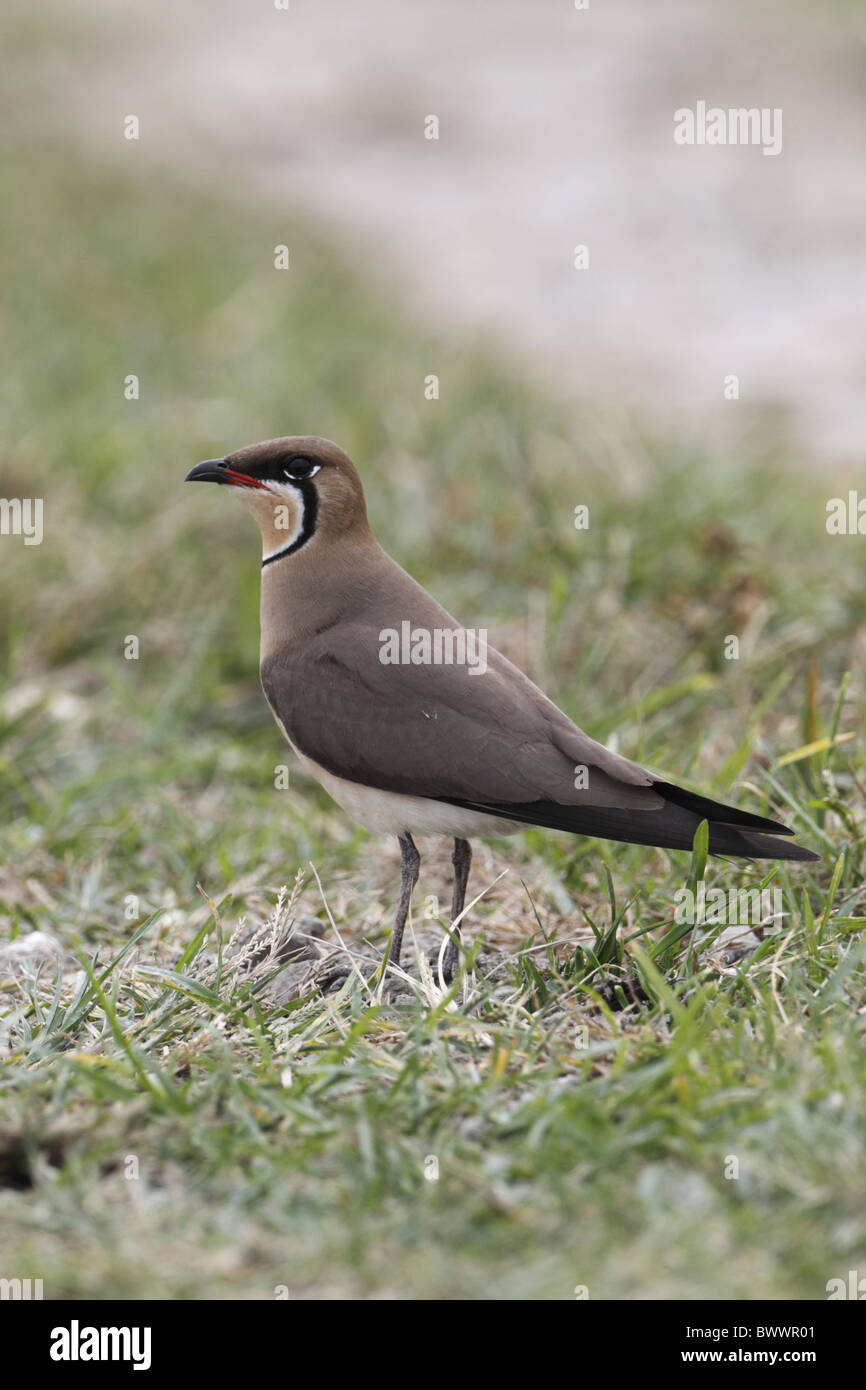 Eastern pratincole hi-res stock photography and images - Alamy