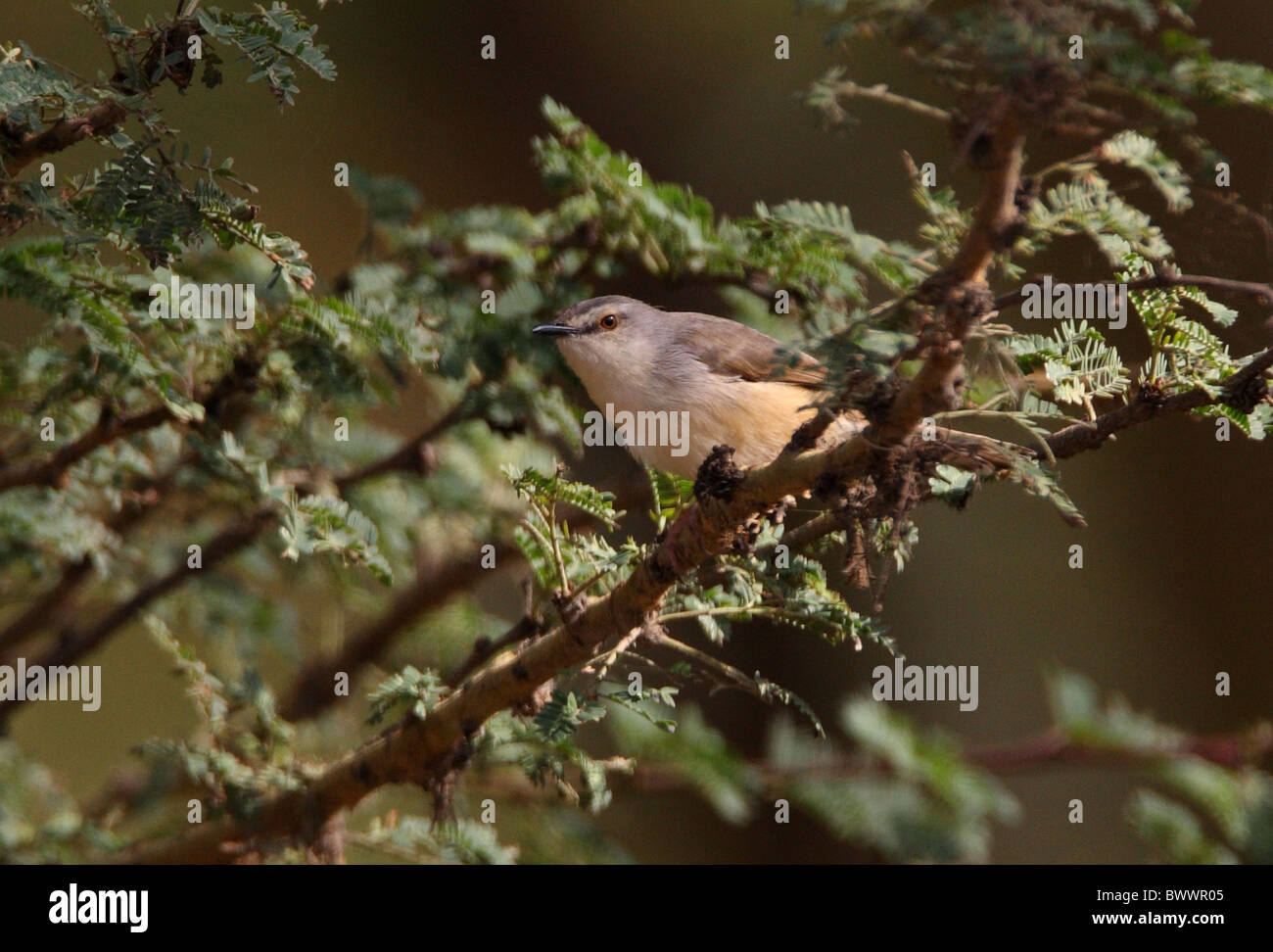 Tawny flanked prinias hi-res stock photography and images - Alamy