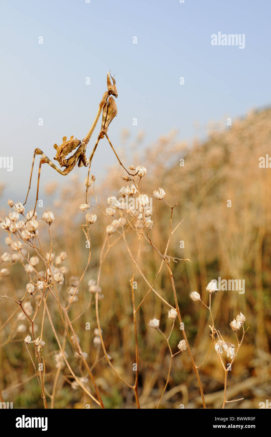 Empusa pennata insect Invertebrates Italy larval stage portrait wide ...