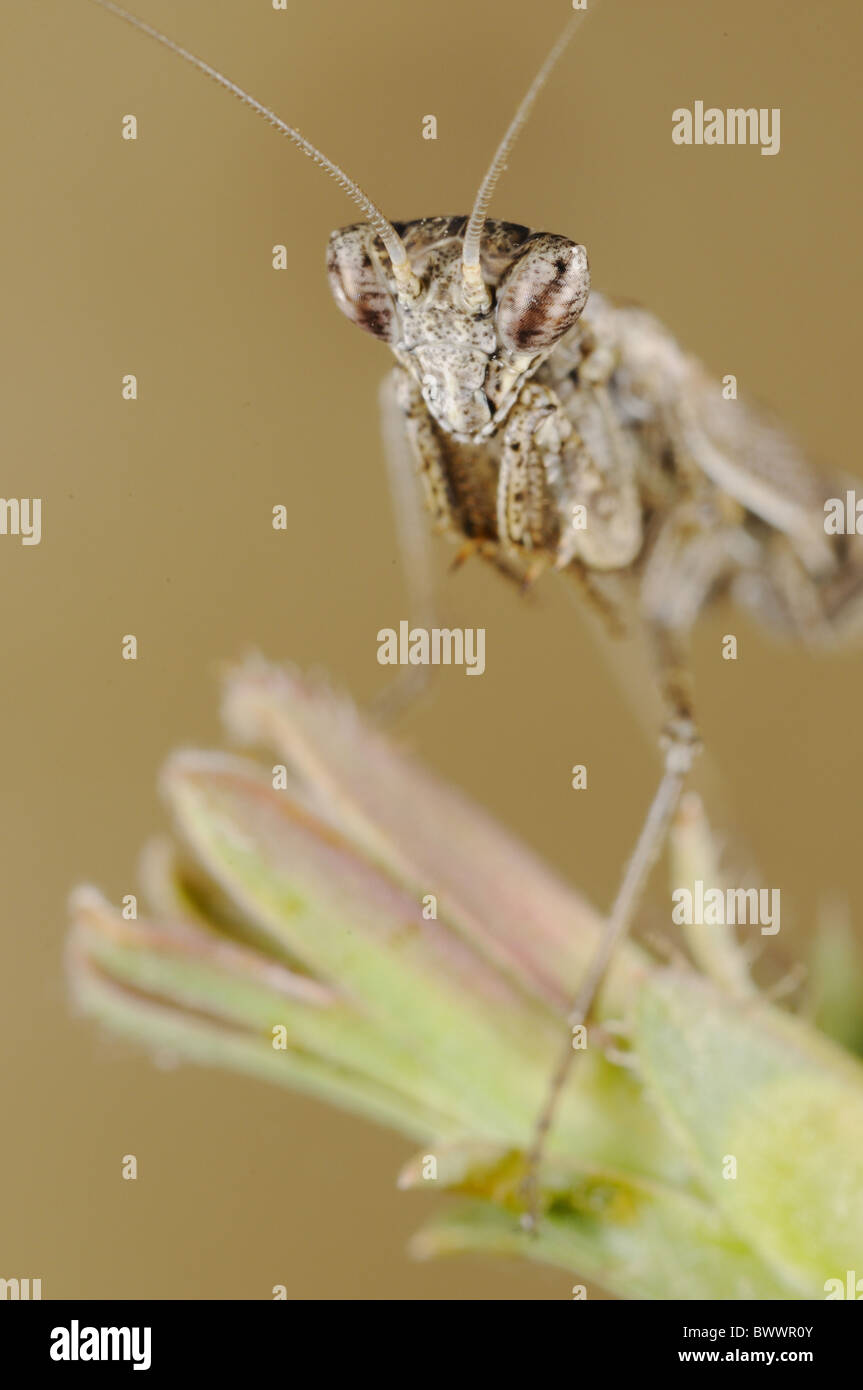 Mantids insects hi-res stock photography and images - Alamy