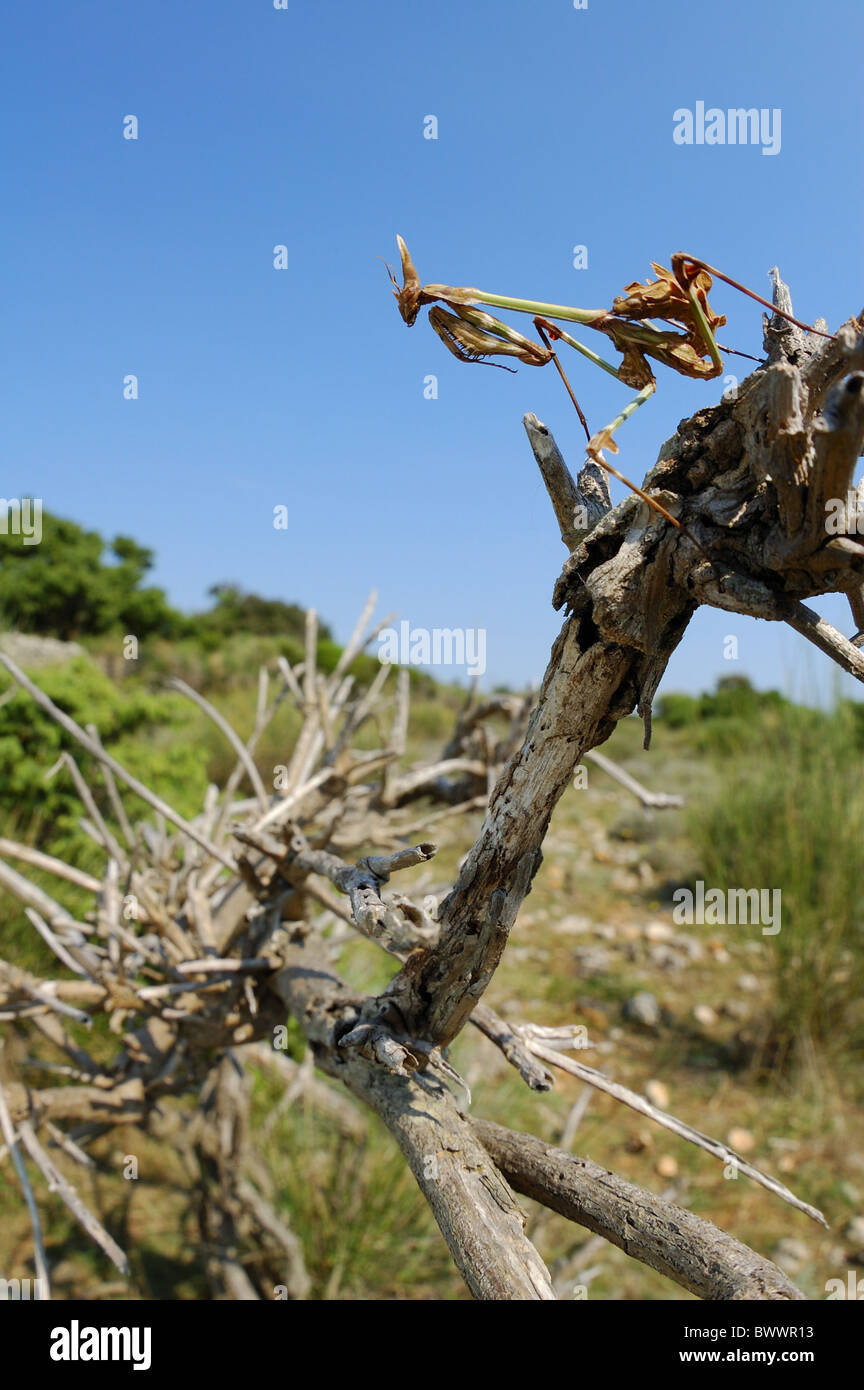 Croatia Empusa fasciata insect landscape mantid wide-angle invertebrate ...