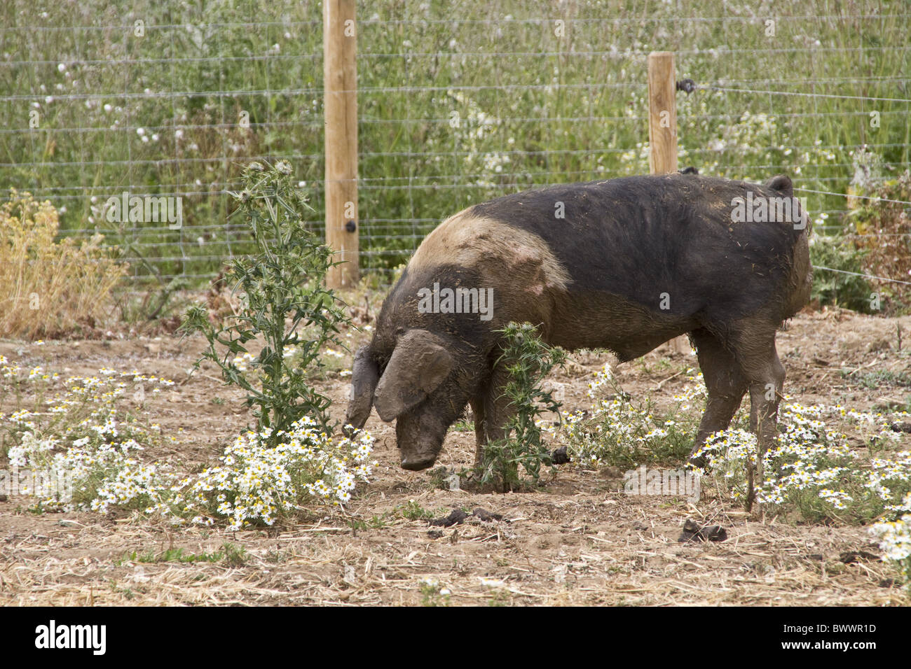Saddleback pig boar Stock Photo - Alamy