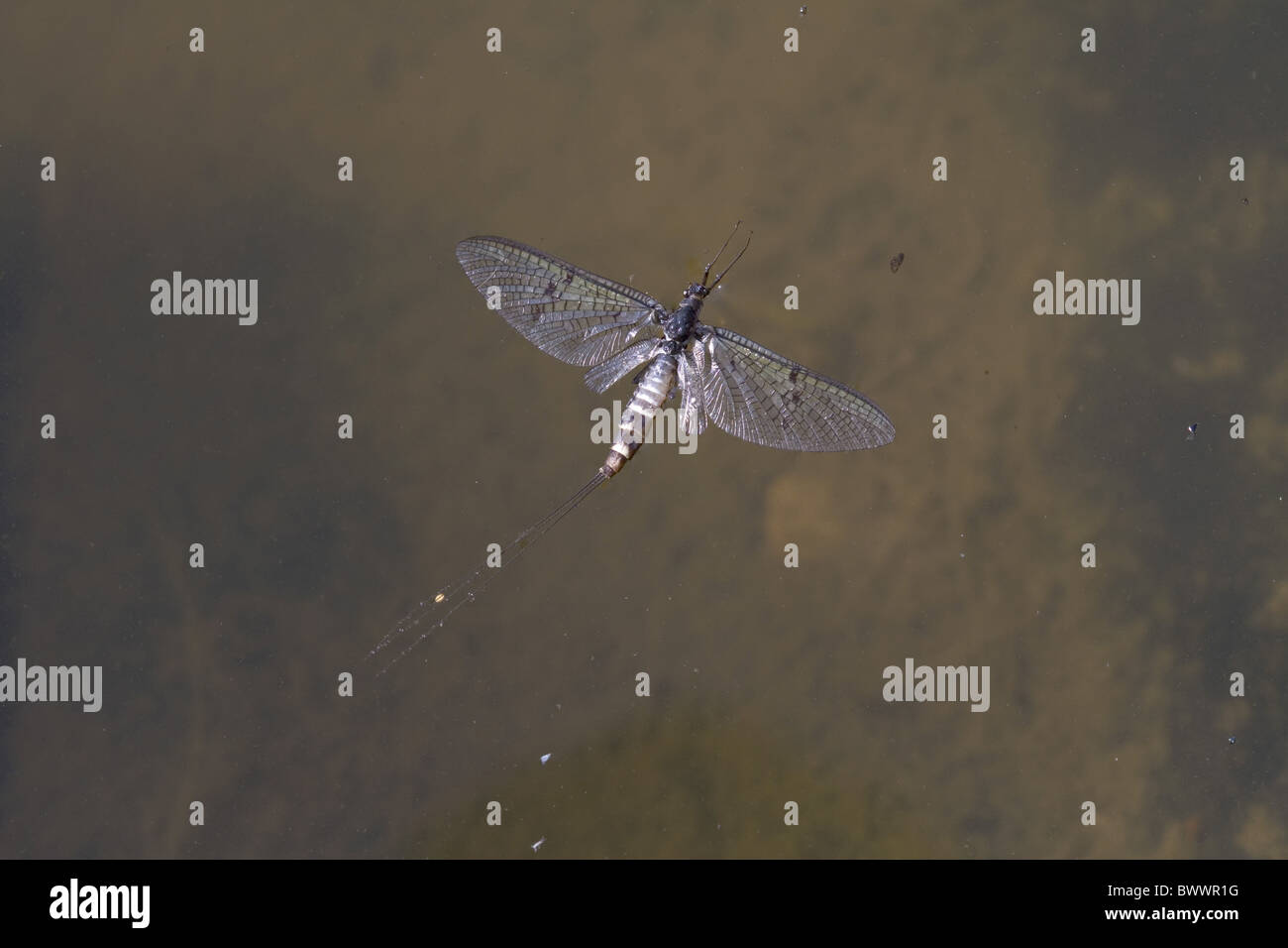 Mayfly Ephemeroptera sp. dead adult floating pond Stock Photo - Alamy