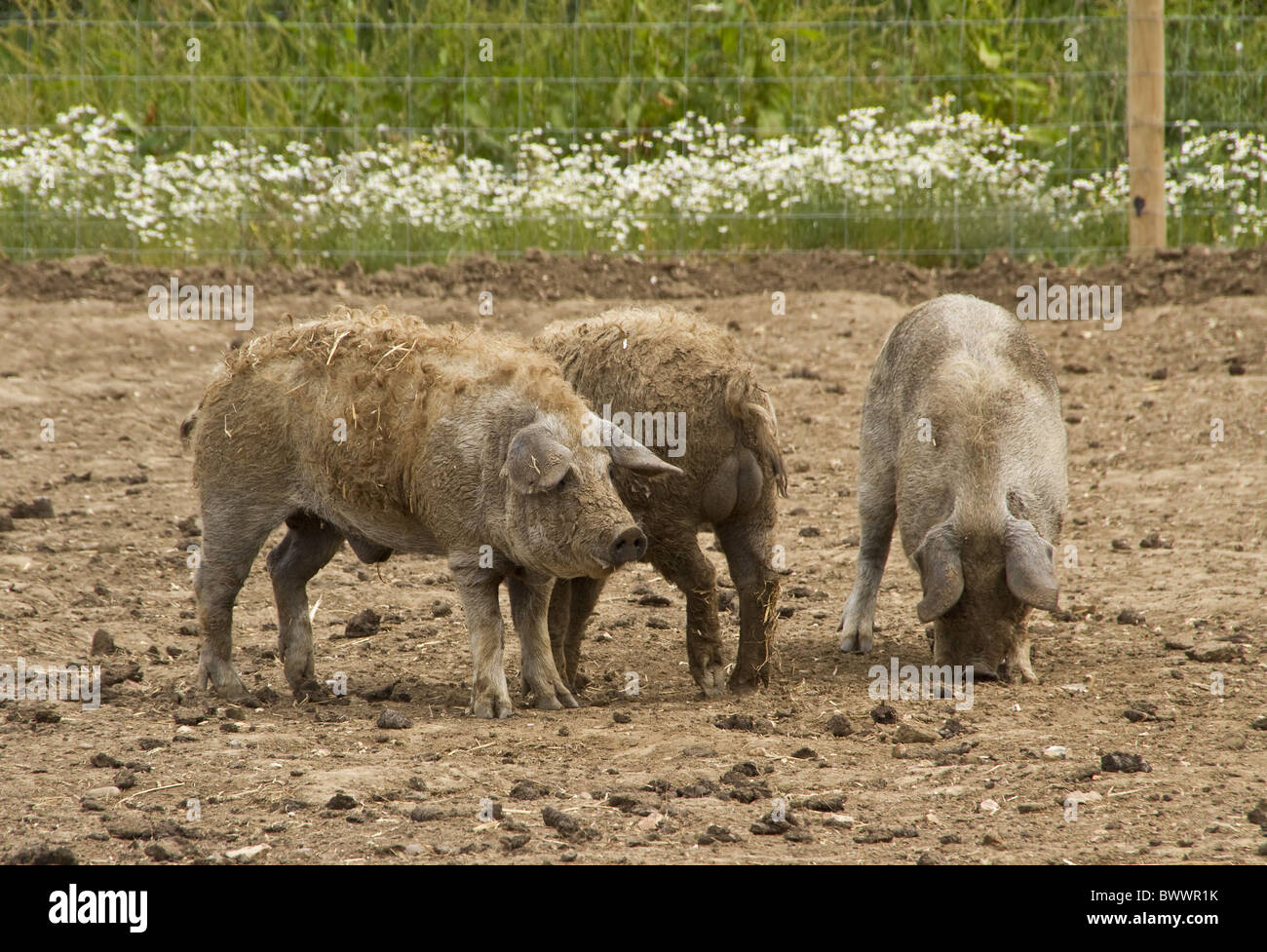 Three Curly coated or Mangalisa boar pigs Stock Photo - Alamy