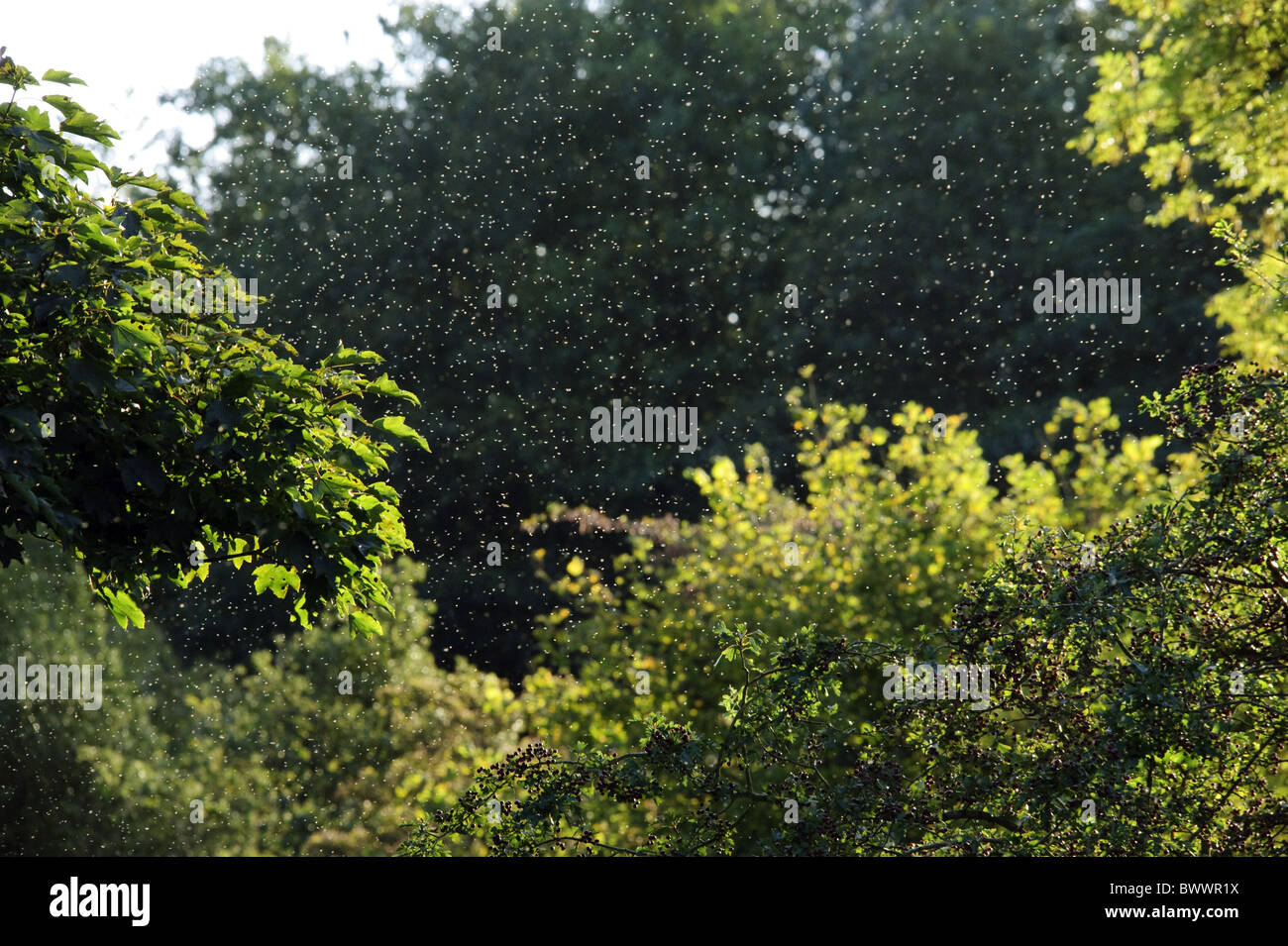 Lancashire. midges invertebrate invertebrates animal animals arthropod ...