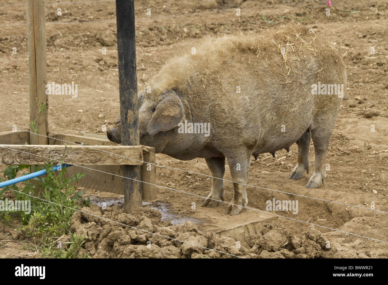 Curly coated pig by waterier Stock Photo - Alamy