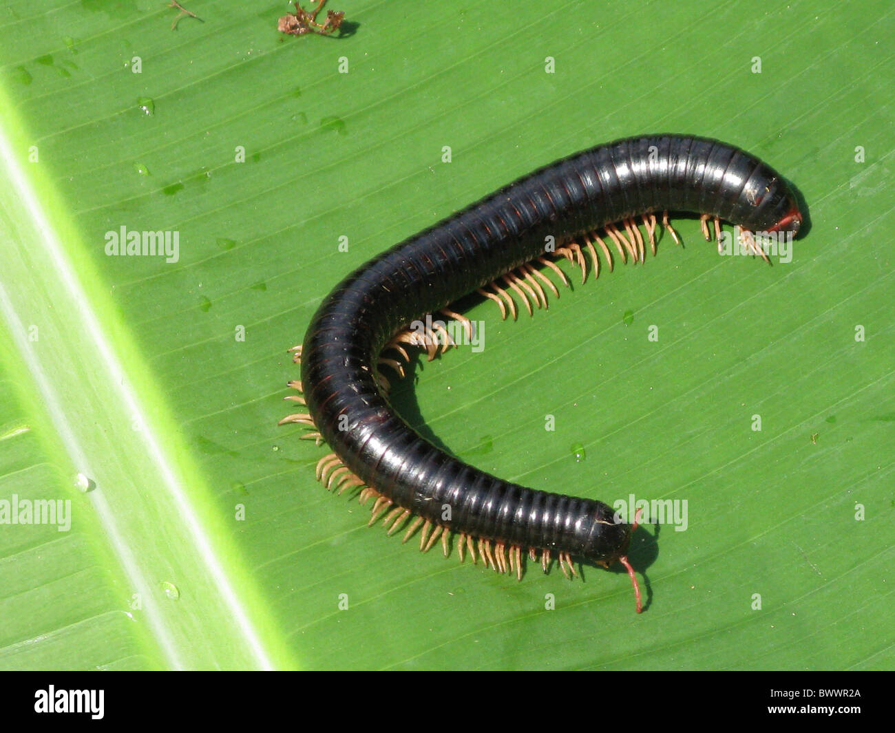 Giant Millipede Diplopoda sp. adult leaf Stock Photo - Alamy