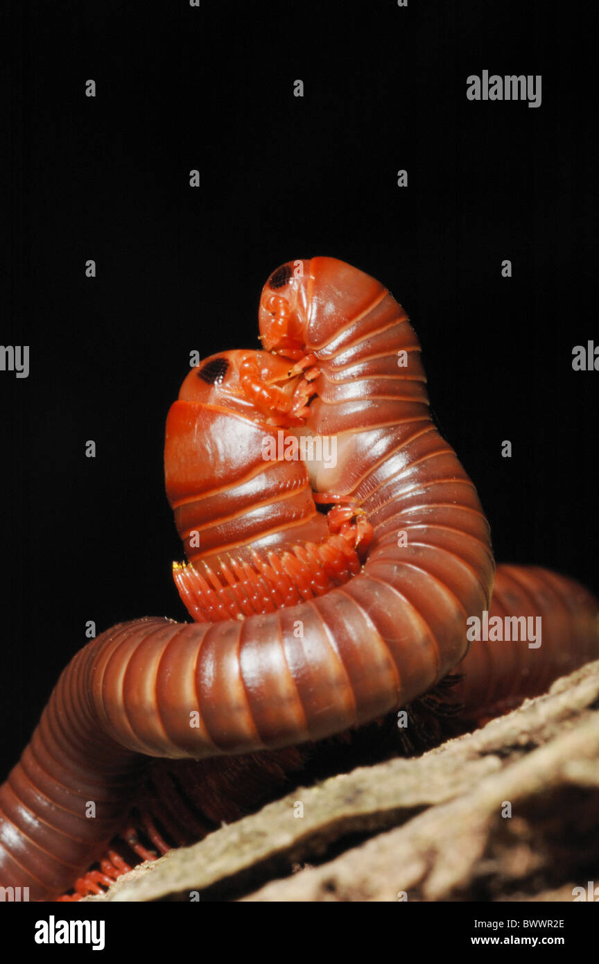 Giant Millipede (Diplopoda sp.) adult pair, mating, in island tropical ...