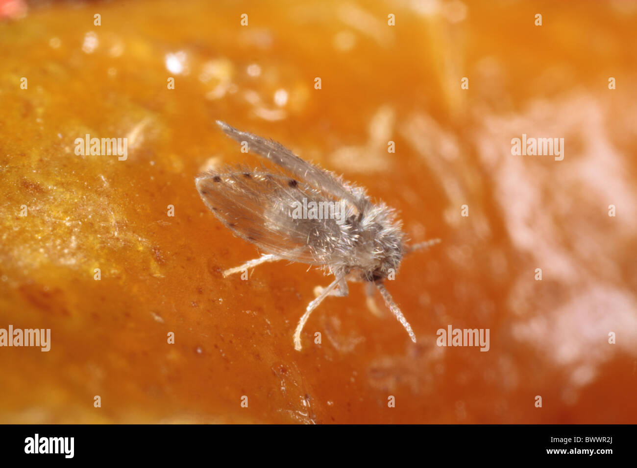 Midge flies hi-res stock photography and images - Alamy