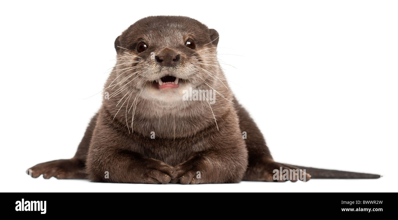 Happy River Otter