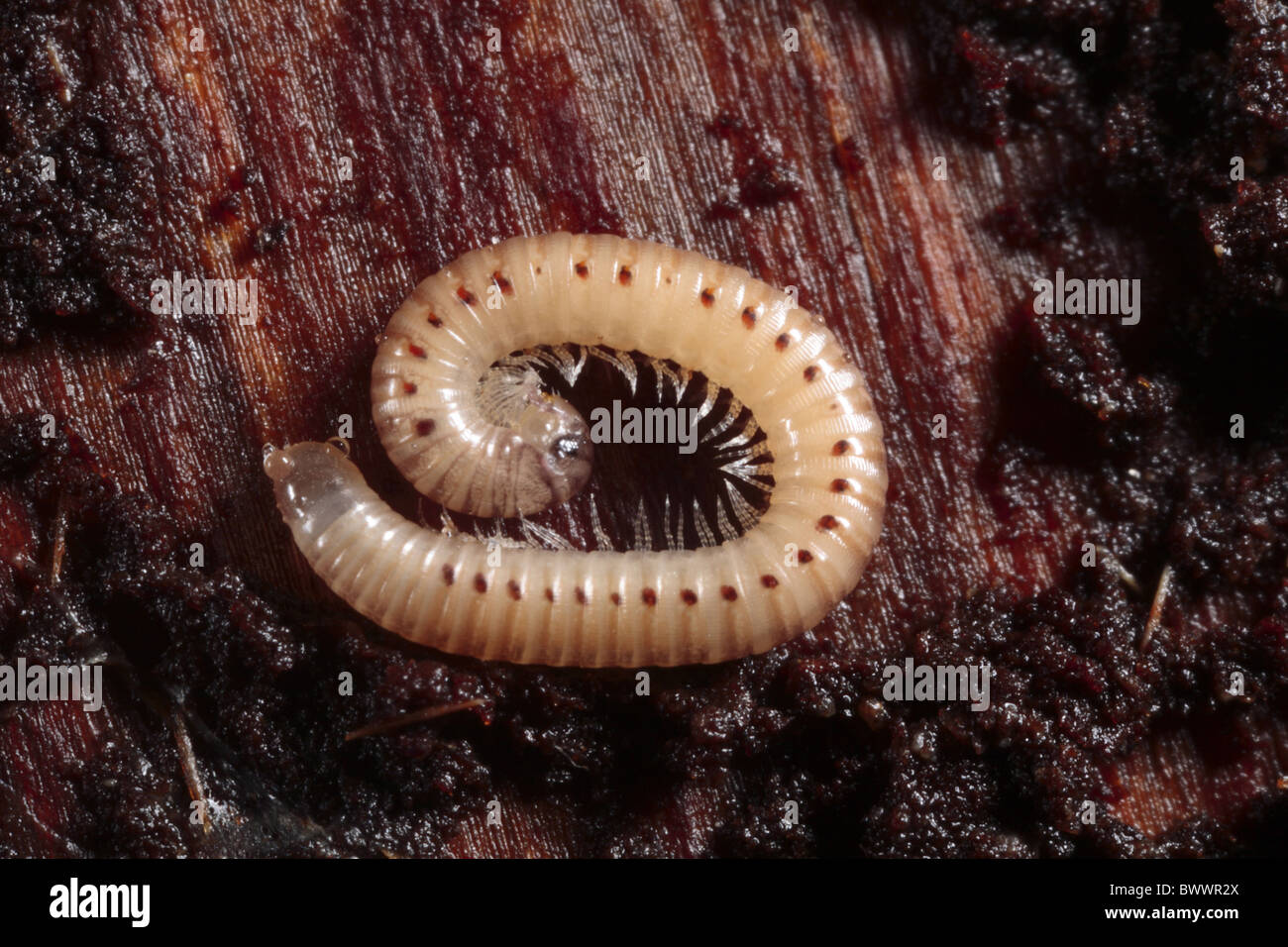 Spotted Snake Millipede Blaniulus guttulatus bug nature natural wild ...