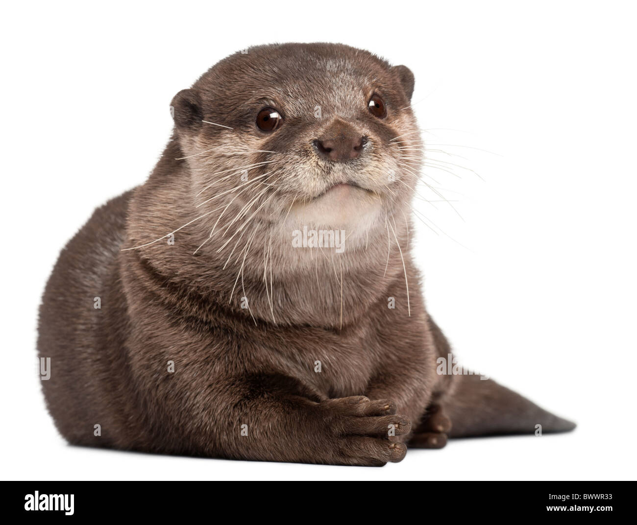Oriental small-clawed otter, Amblonyx Cinereus, 5 years old, lying in ...