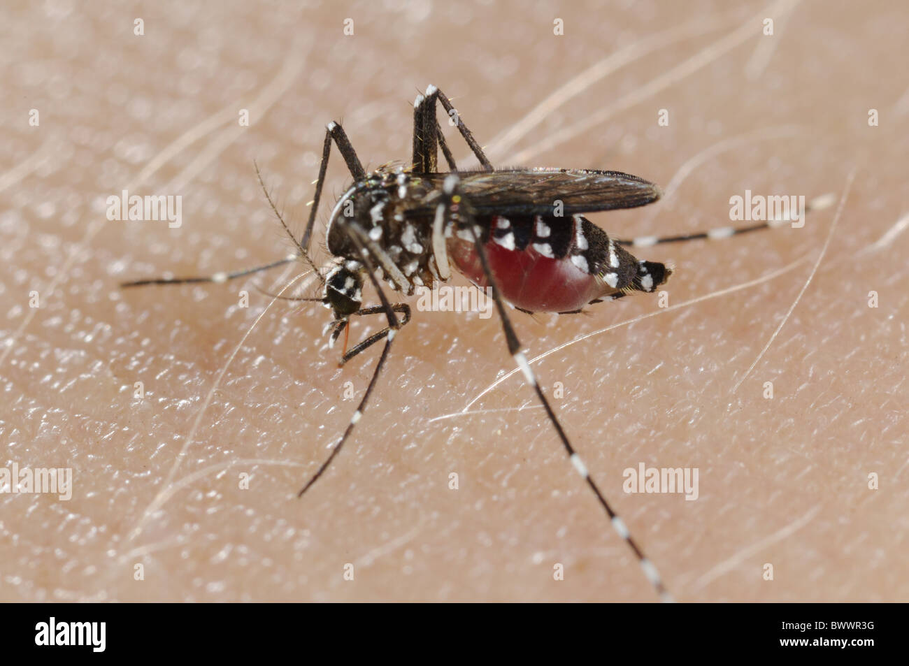Aedes albopictus alien species Insects invasive Invertebrates ...