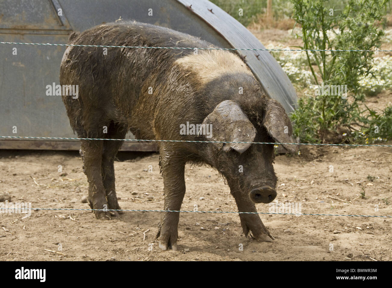 Showing pigs hi-res stock photography and images - Alamy