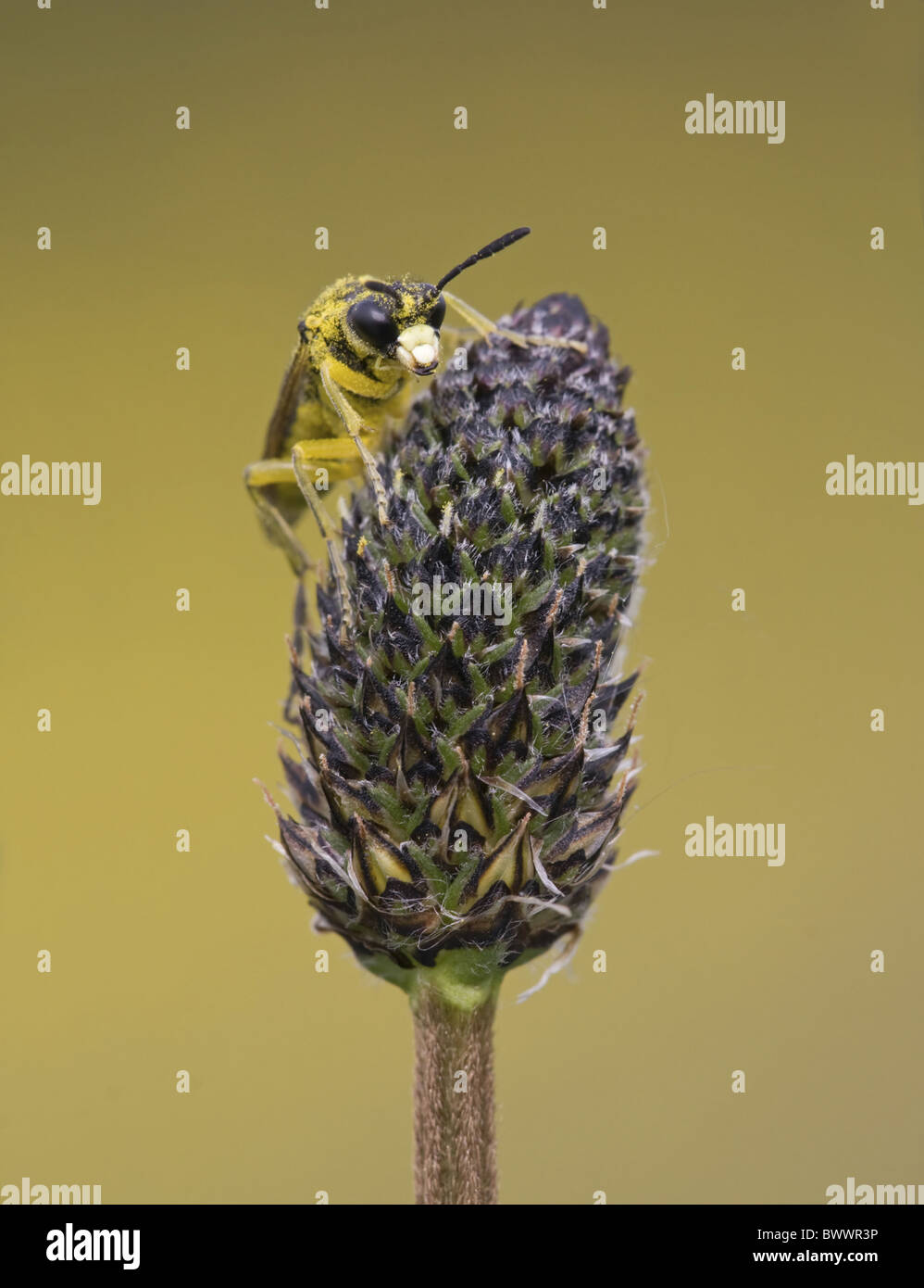 Sawflies tenthredo sp hi-res stock photography and images - Alamy