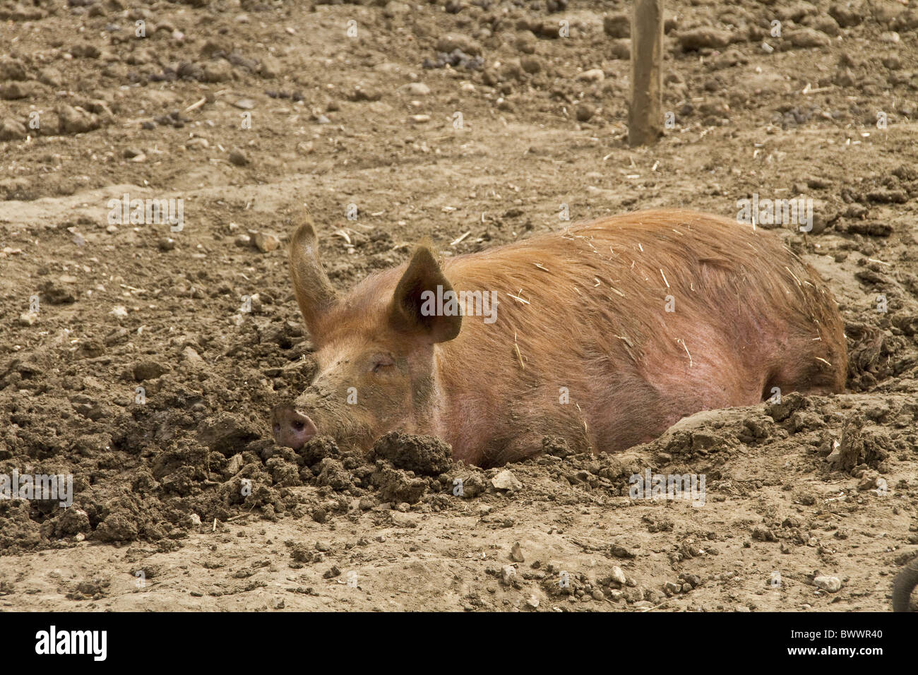 Tamworth pig hi-res stock photography and images - Alamy