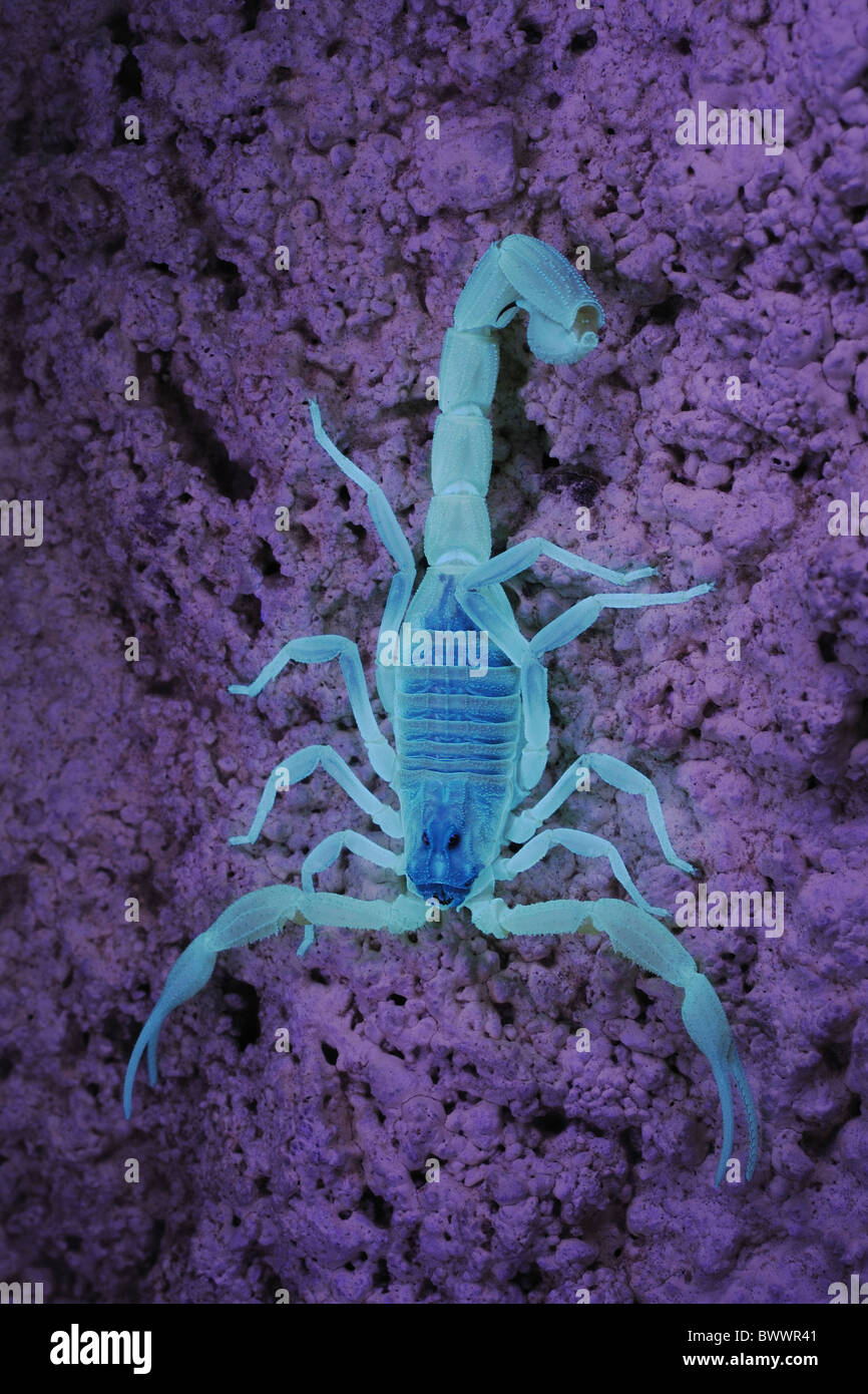 Arachnids endemic Hottentotta socotrensis Invertebrates scorpion ...