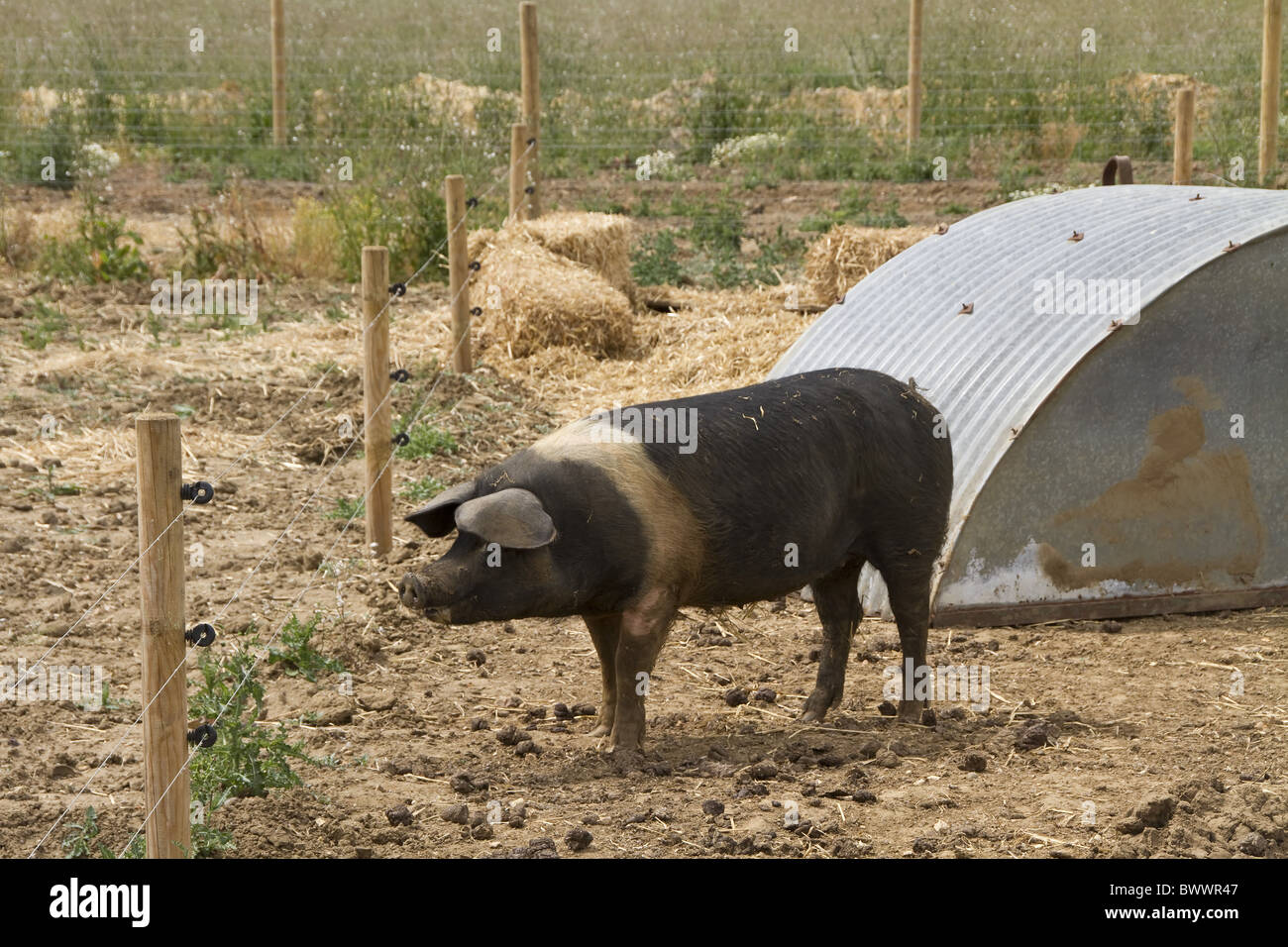 Saddleback pig by sty also showing electric fence Stock Photo - Alamy