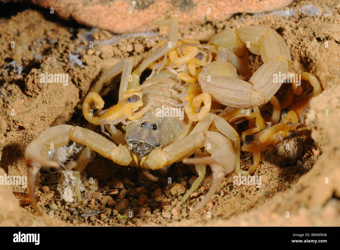 Arachnids endemic Hottentotta socotrensis Invertebrates scorpion ...