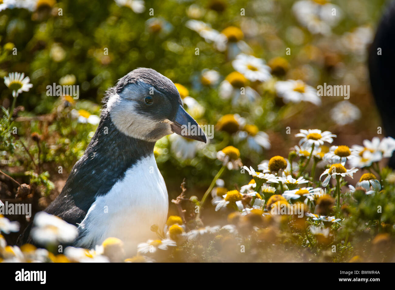 Atlantic Puffin (Fratercula arctica) chick, amongst flowers at burrow ...