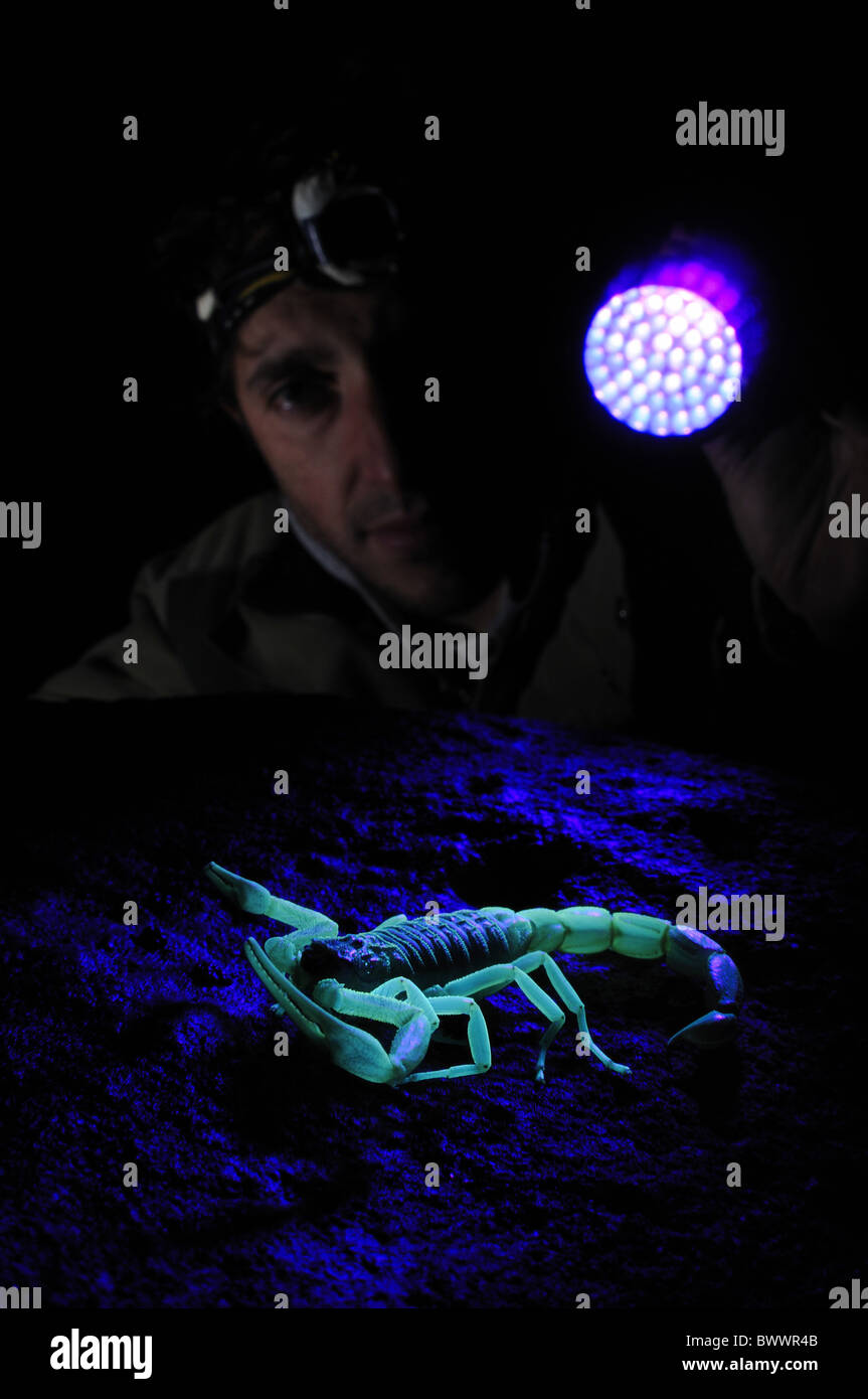 Arachnologist hi-res stock photography and images - Alamy