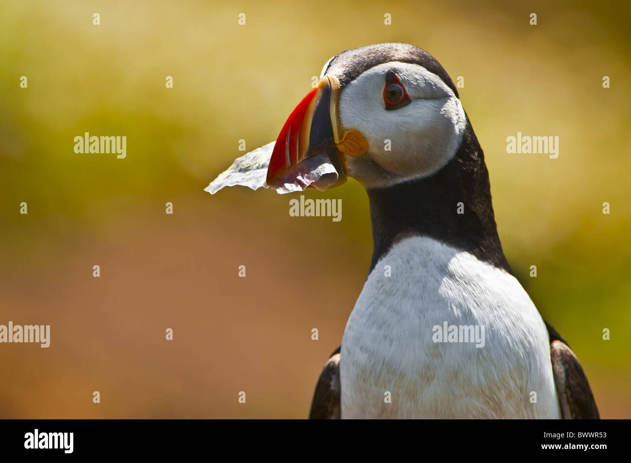 Plastic puffin hi-res stock photography and images - Alamy