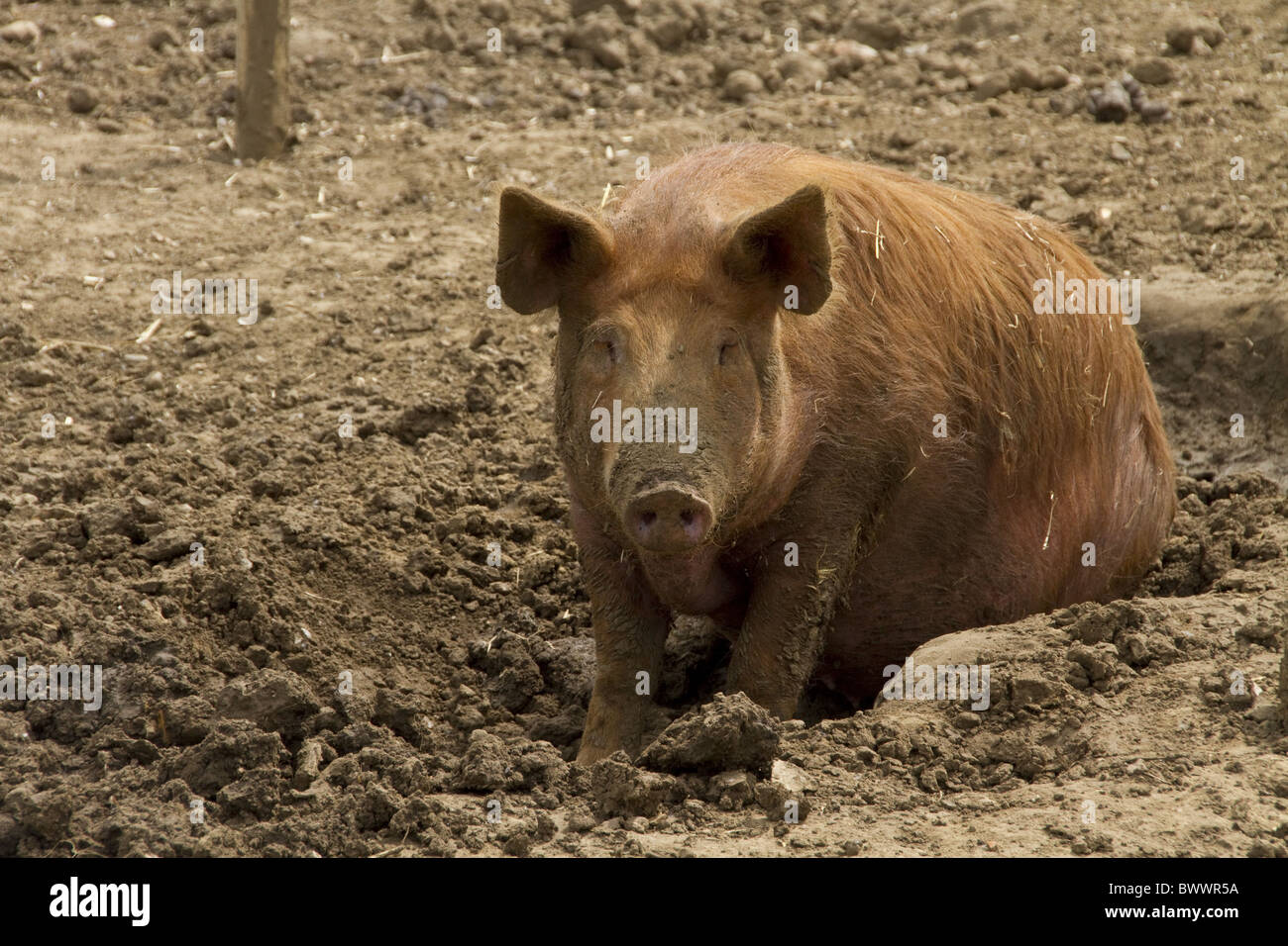 Tamworth Pig in mud Stock Photo - Alamy