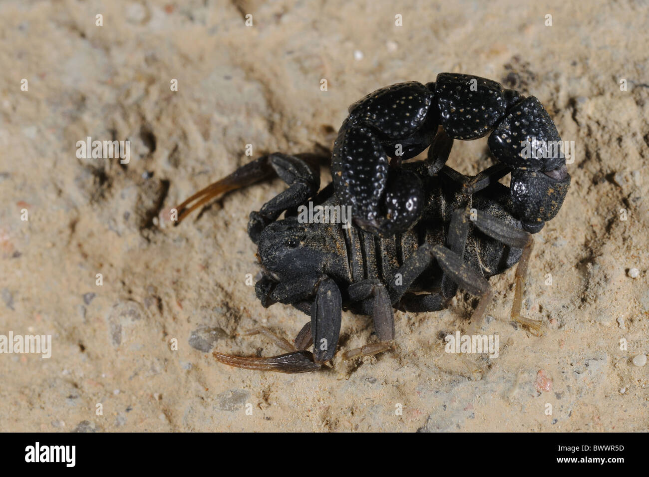 Arachnids endemic Orthochirus bicolor Invertebrates scorpion Socotra ...